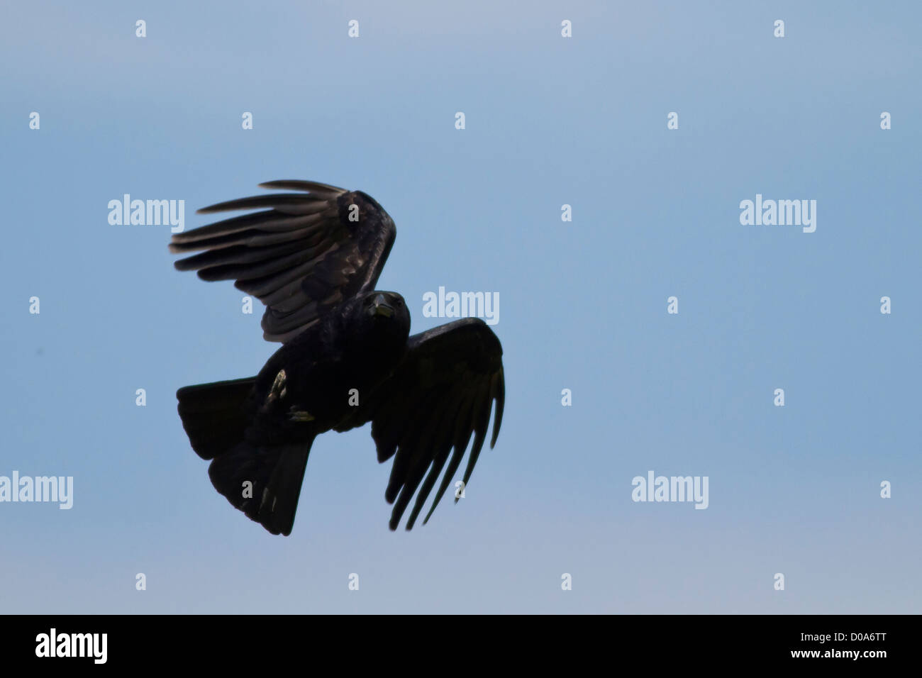 Corbeau en vol Banque de photographies et d’images à haute résolution ...