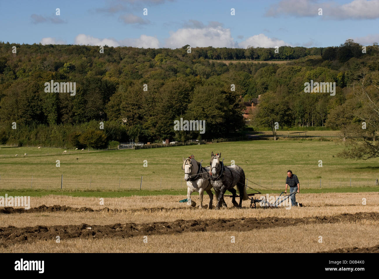Labour de cheval traditionnel Banque de photographies et d’images à ...