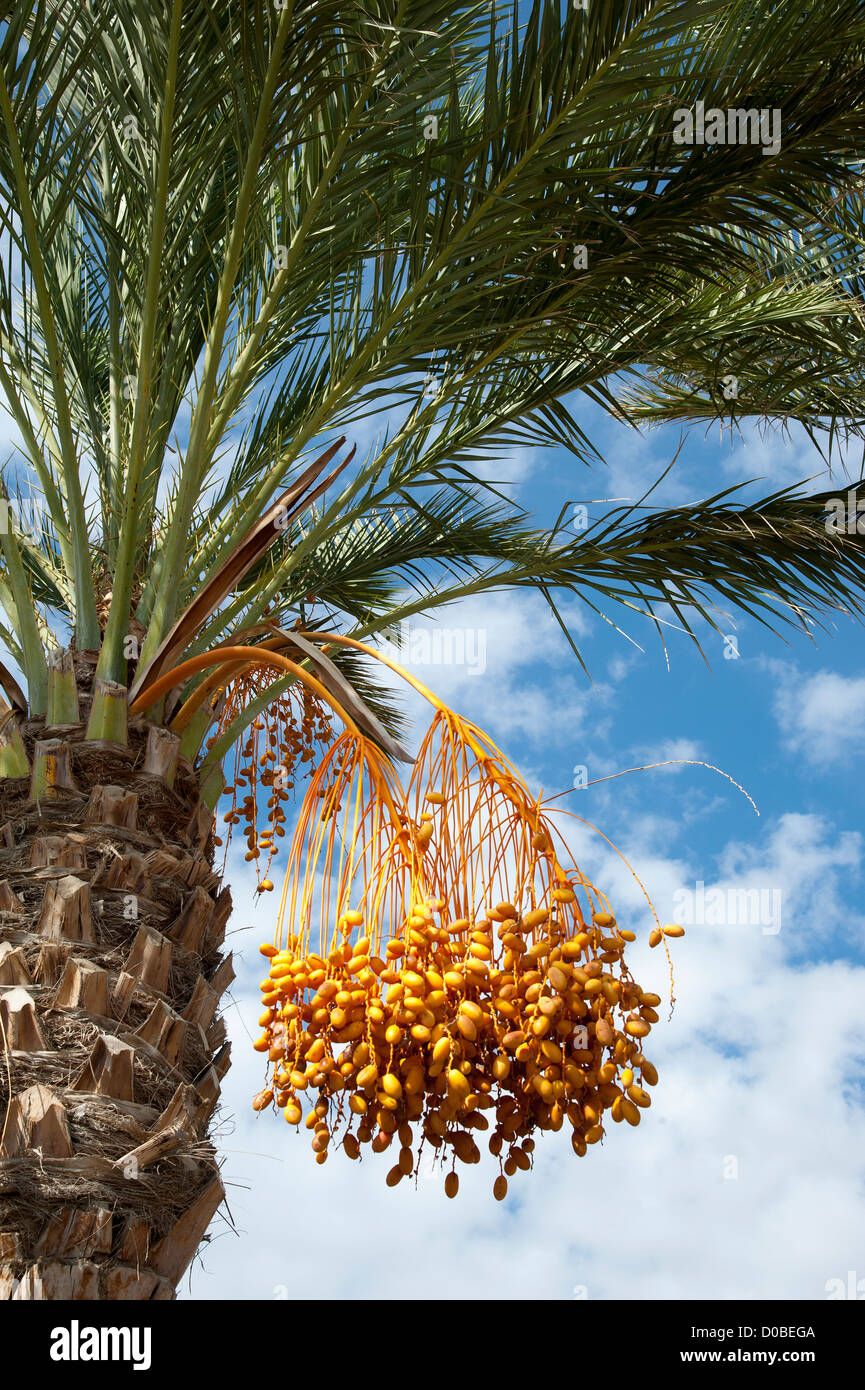 Dates suspendues avec arbre Banque de photographies et d’images à haute ...