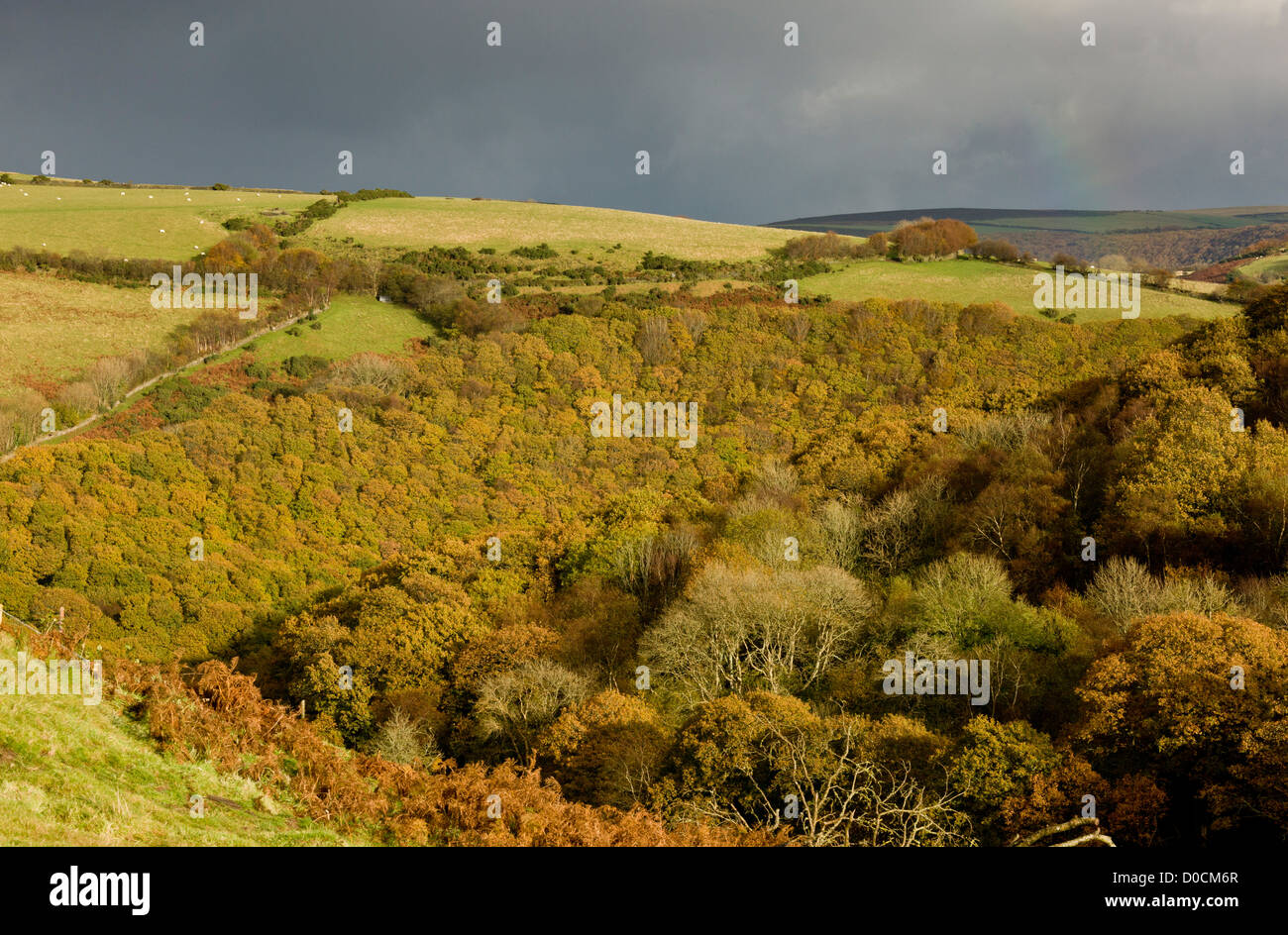 Bois de chêne et de hêtre en automne, dans la vallée de Lyn est à ...