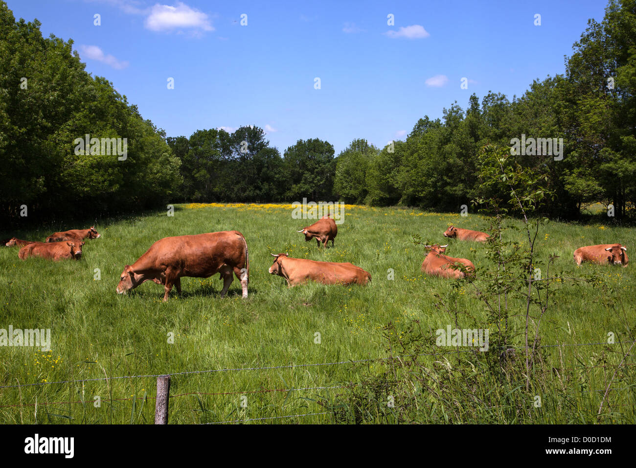 Bocage france Banque de photographies et d’images à haute résolution ...