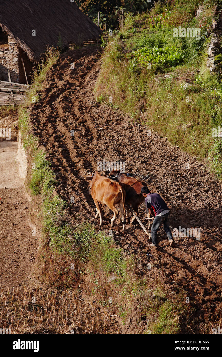 Homme labourant le terrain Banque de photographies et d’images à haute ...
