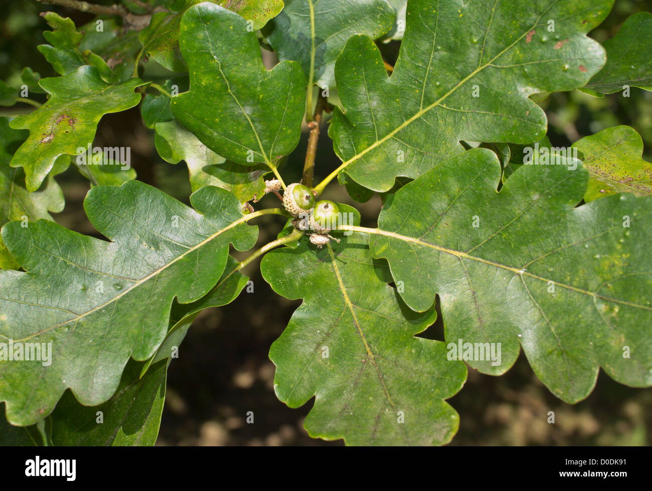Chêne sessile (Quercus petraea) feuilles et glands, close-up Photo ...