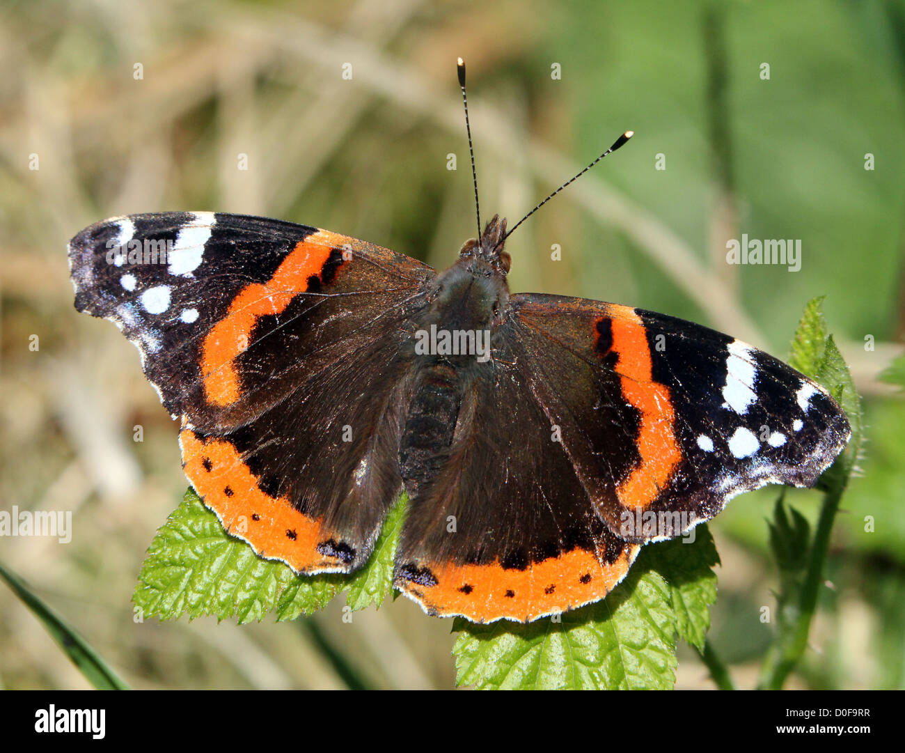 Images de papillon amiral rouge Banque de photographies et d’images à ...