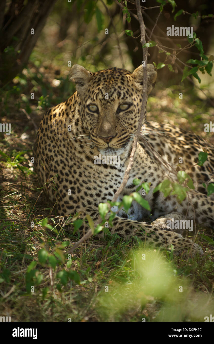 Female leopard in tree Banque de photographies et d’images à haute ...