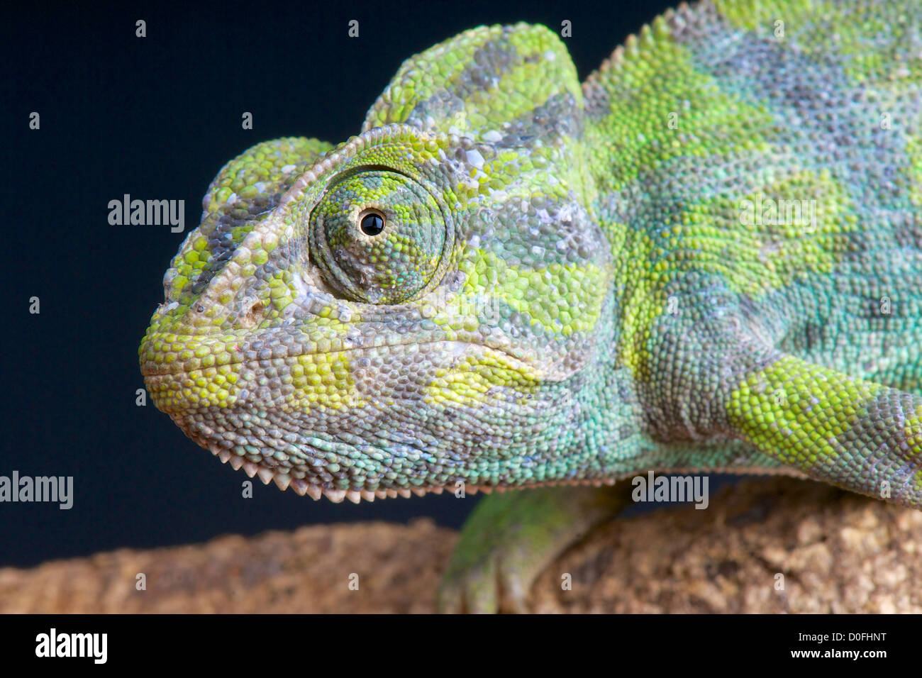 European chameleon Banque de photographies et d’images à haute ...