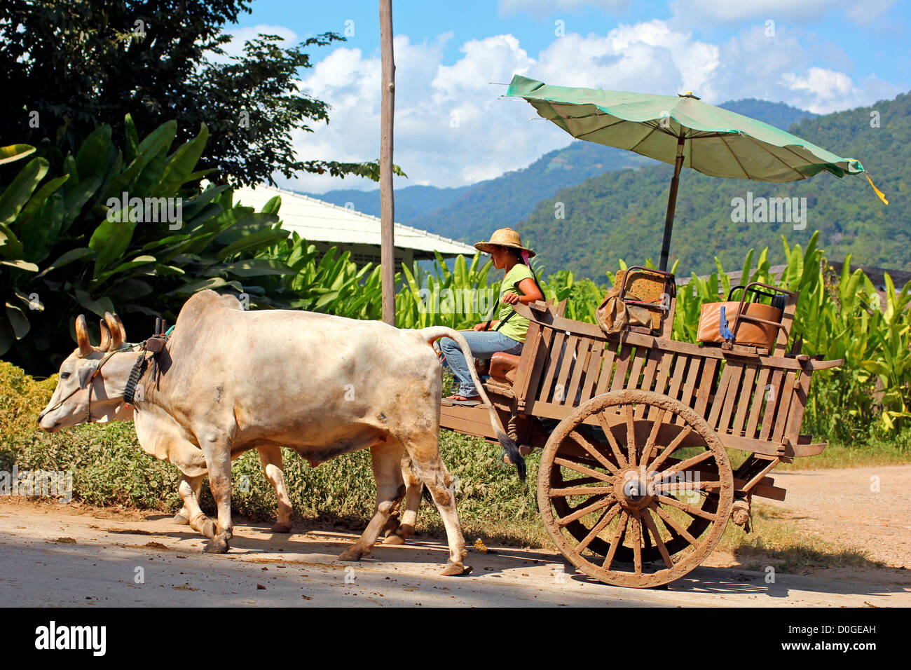 Taeng Banque de photographies et d’images à haute résolution - Alamy