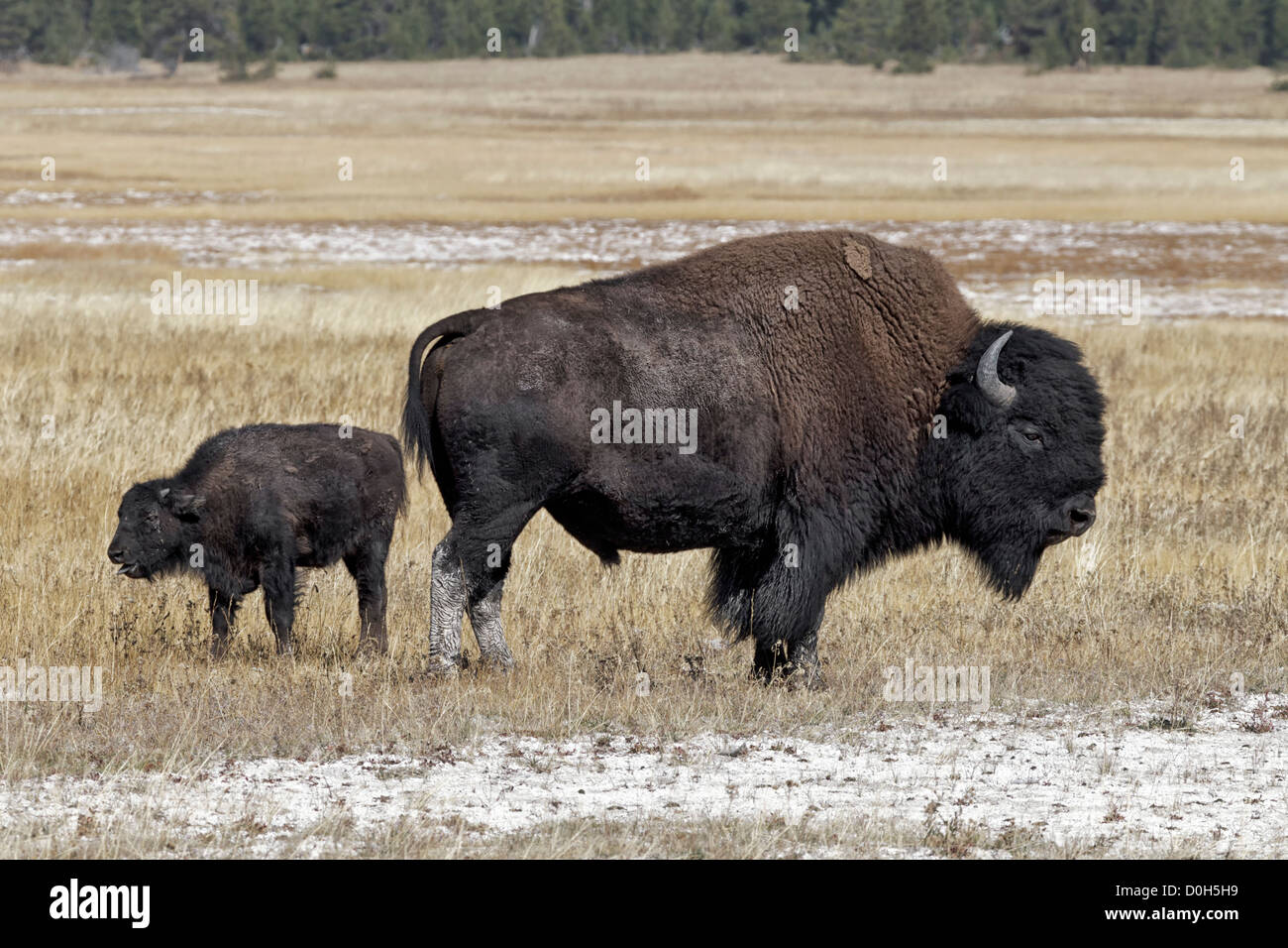 Un mâle alpha Bison d'Amérique et veau Photo Stock - Alamy