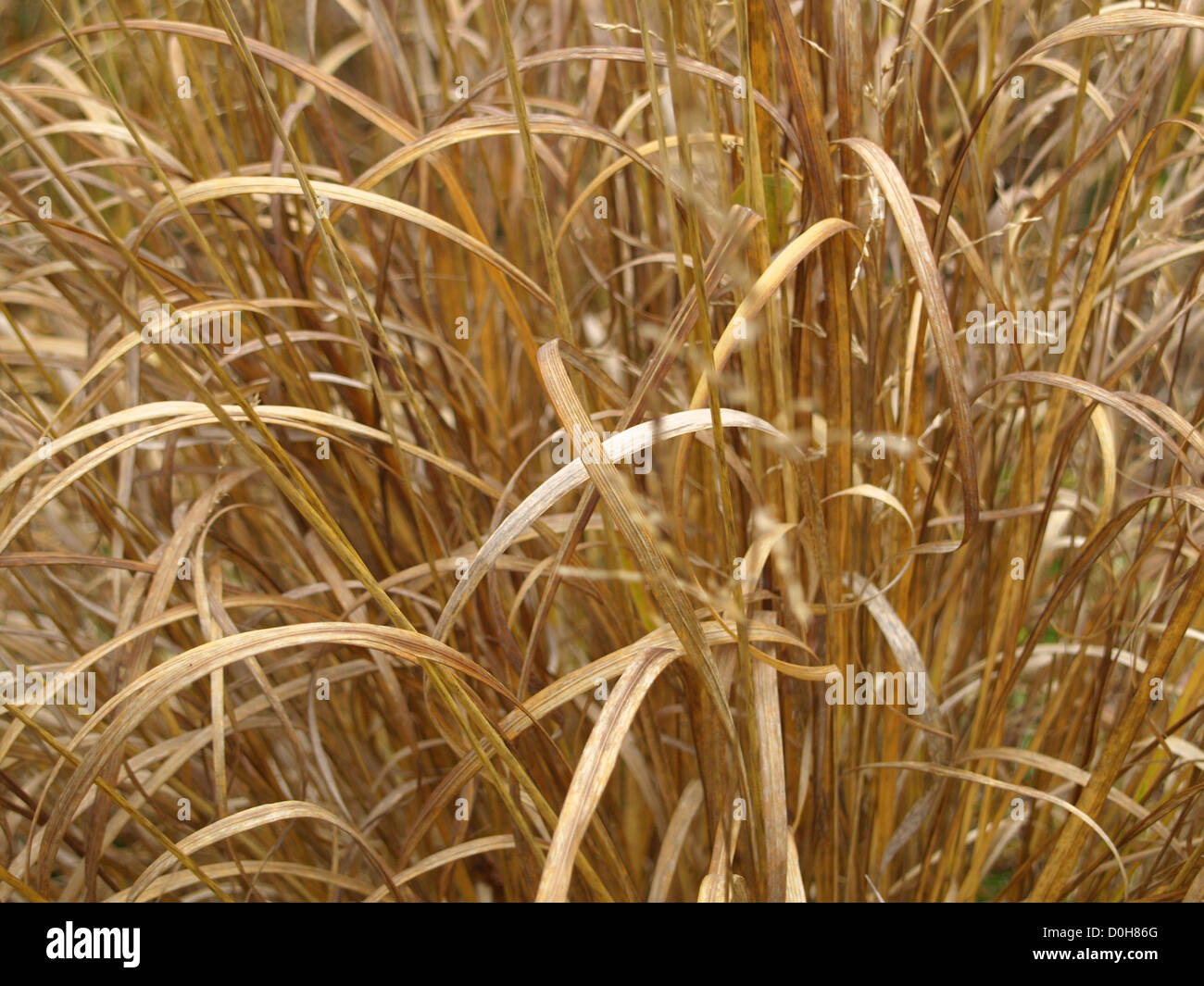 Purple moor grass Banque de photographies et d’images à haute ...