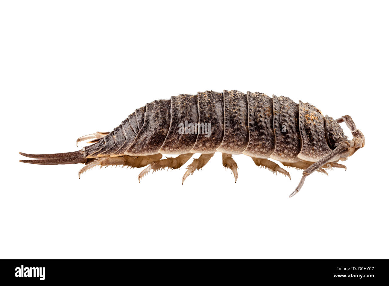 Exosquelette cloporte Banque de photographies et d’images à haute ...