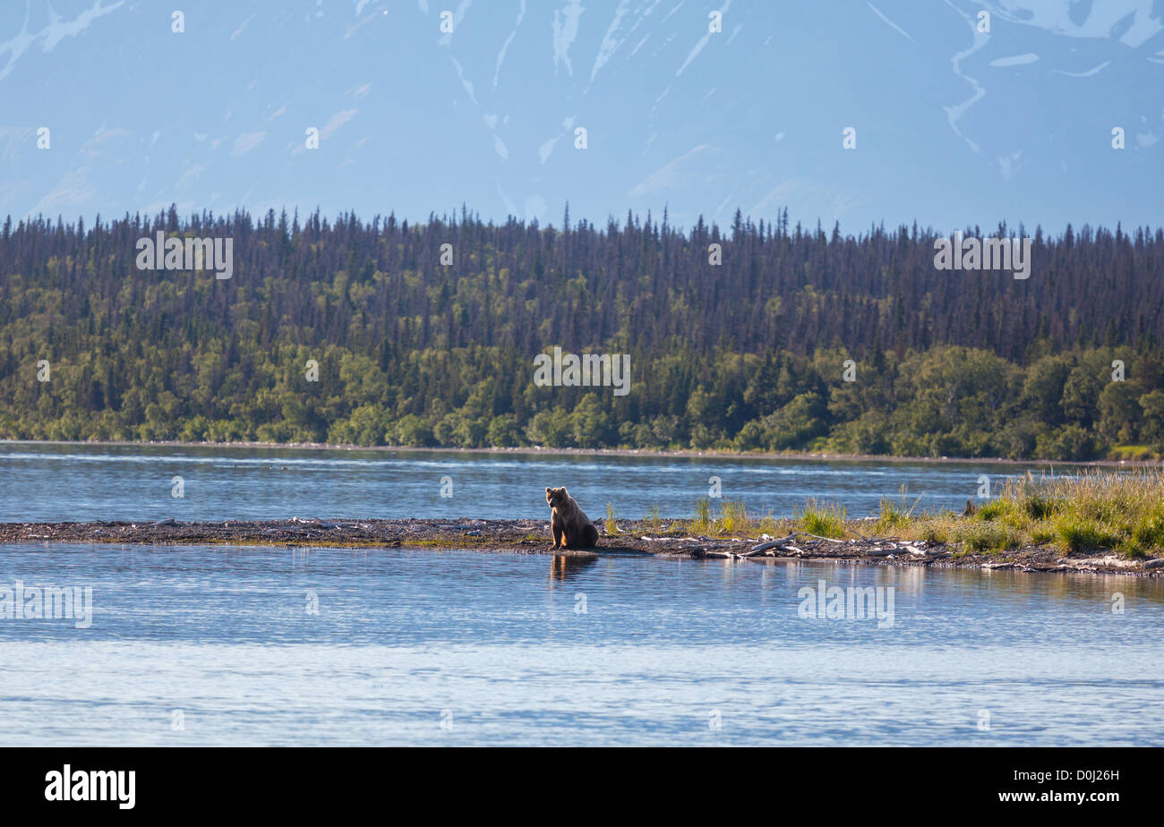 Ours alaska Banque de photographies et d’images à haute résolution - Alamy