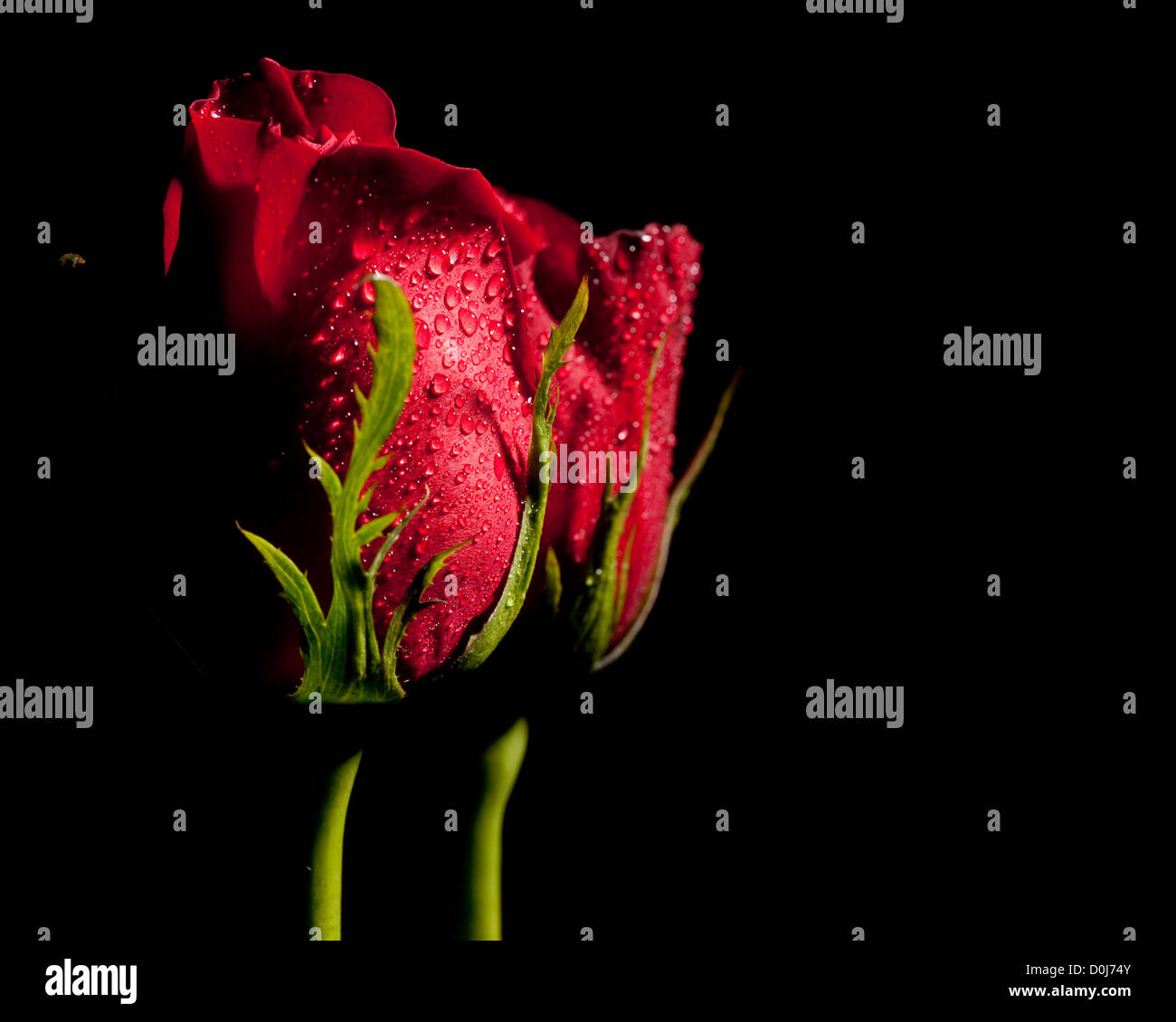 Deux roses rouges Banque de photographies et d’images à haute ...