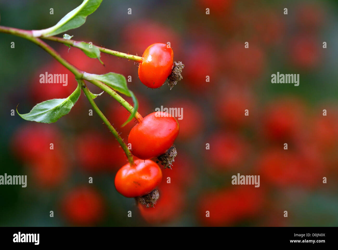 Fruits rouges toxiques Banque de photographies et d’images à haute ...