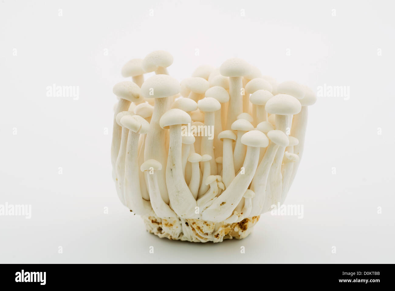 Champignon enoki champignon Banque de photographies et d’images à haute ...