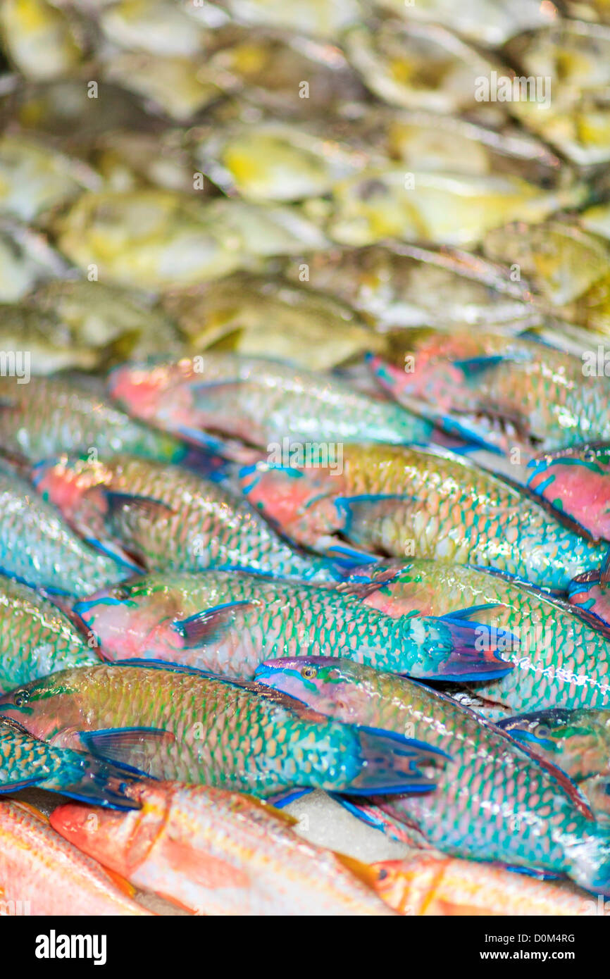 Poissons de récif juvéniles : Marché Public de vivaneaux, Papeete ...