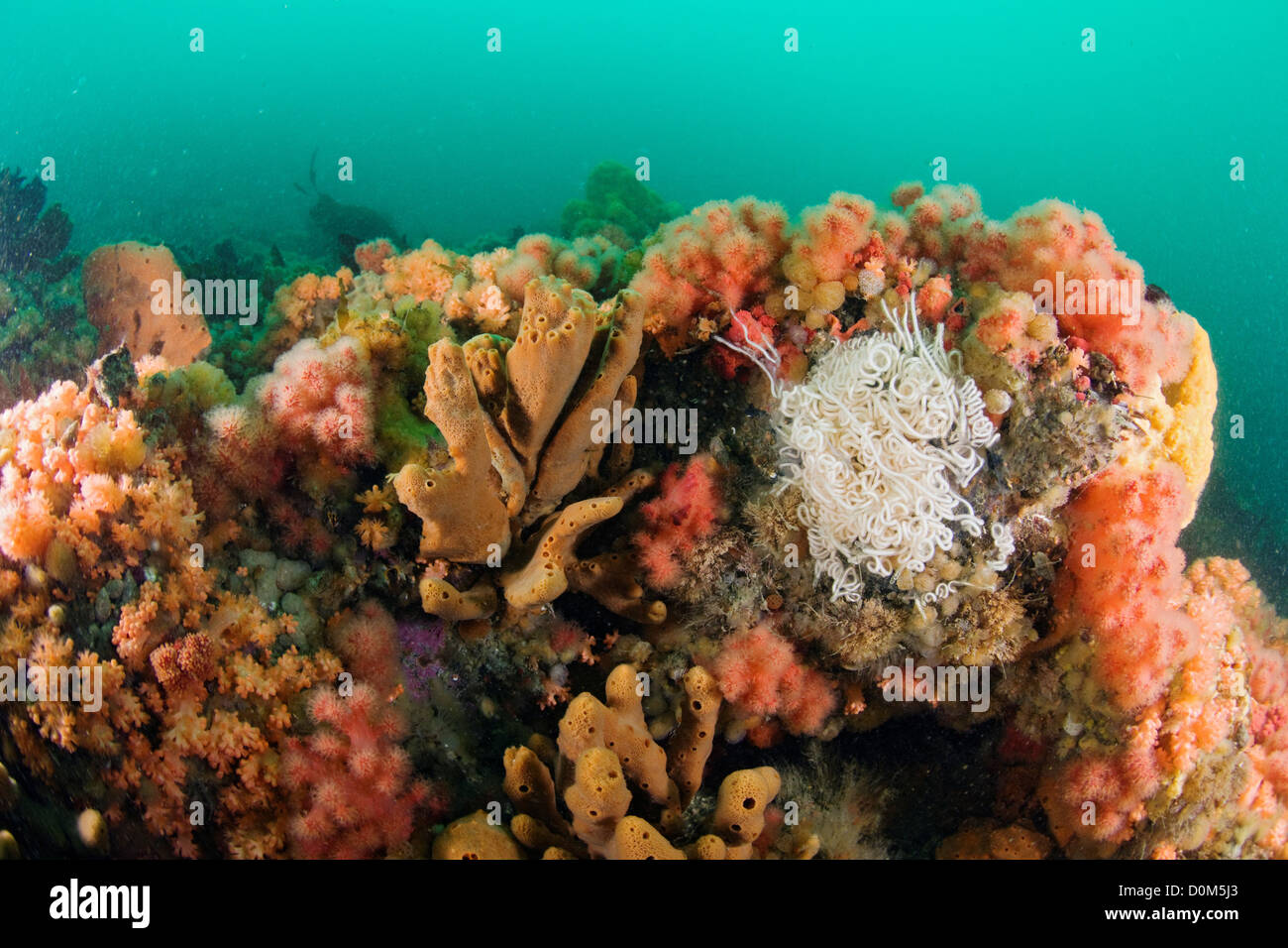 Coraux Mous prolifique des éponges dont Red Soft Coral (Gersemia ...