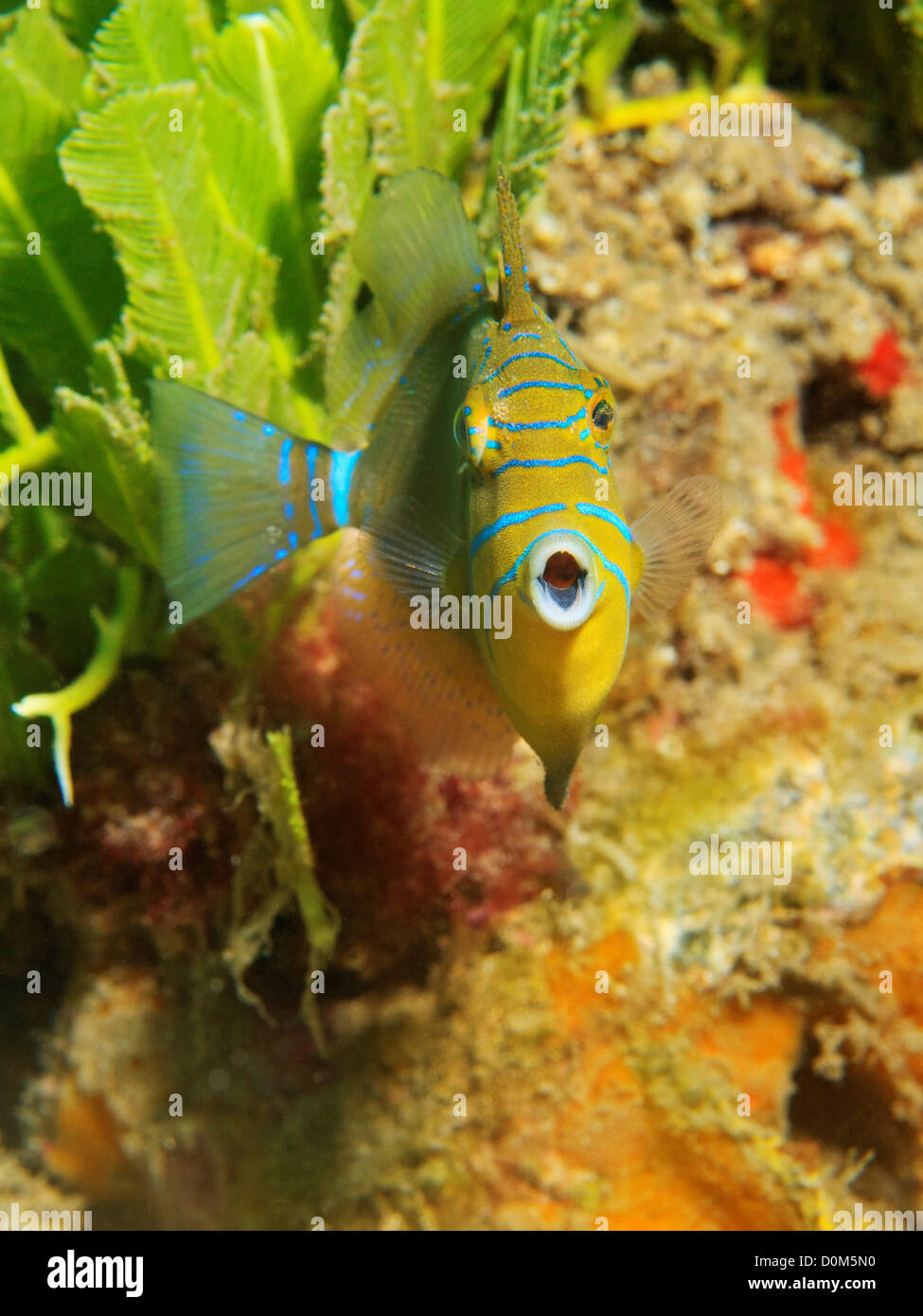 Reine baliste poissons balistes vetula Banque de photographies et d ...