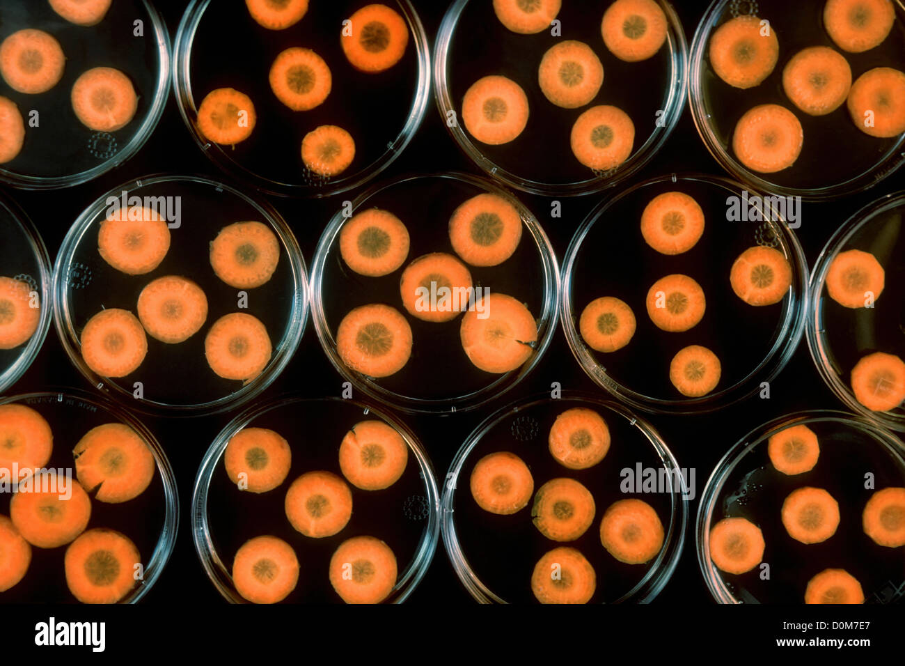 Clone carrot Banque de photographies et d’images à haute résolution - Alamy