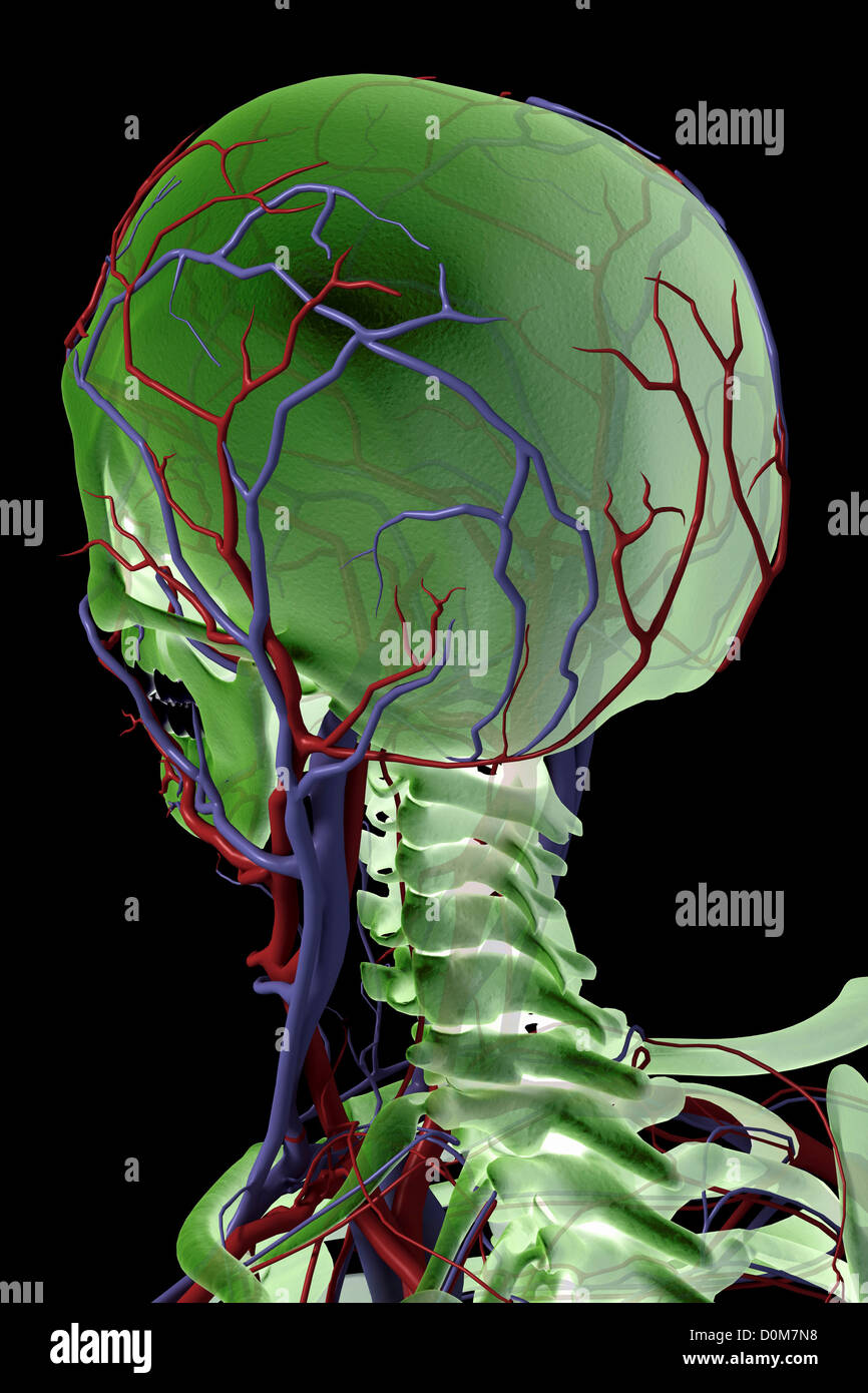 Veine occipitale Banque de photographies et d’images à haute résolution ...