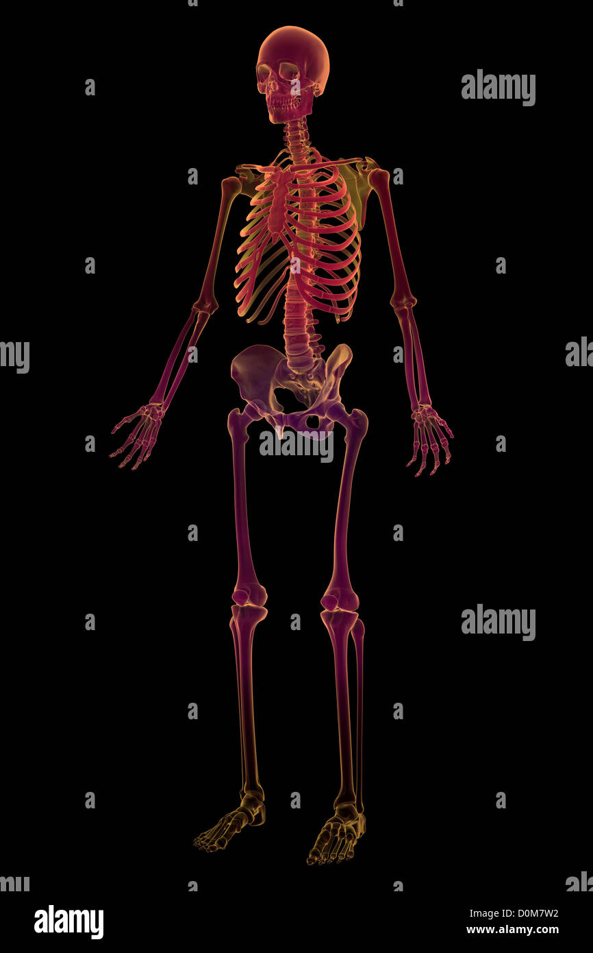 Squelette Axial Banque d'image et photos - Alamy