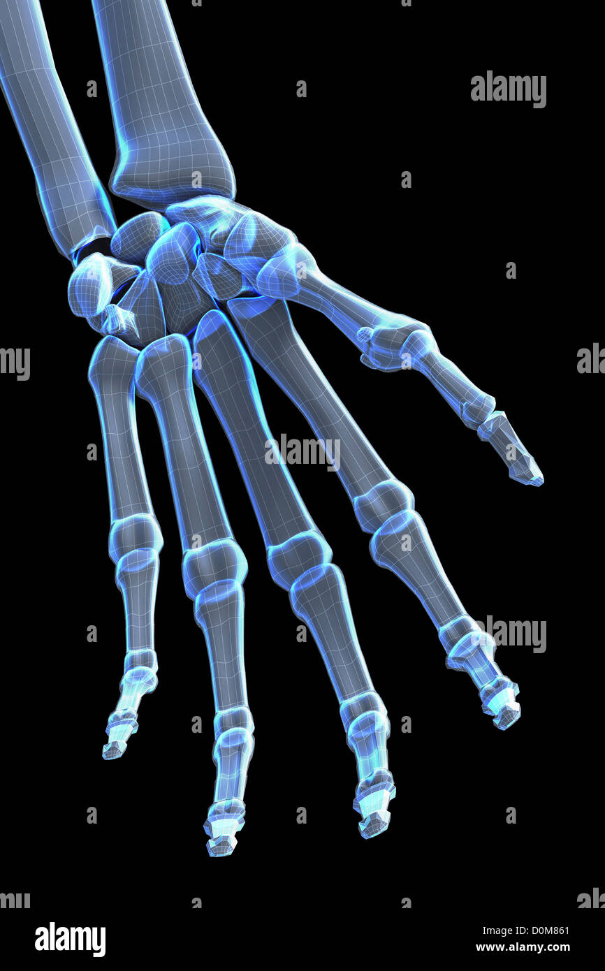 Os du poignet humain Banque de photographies et d’images à haute ...