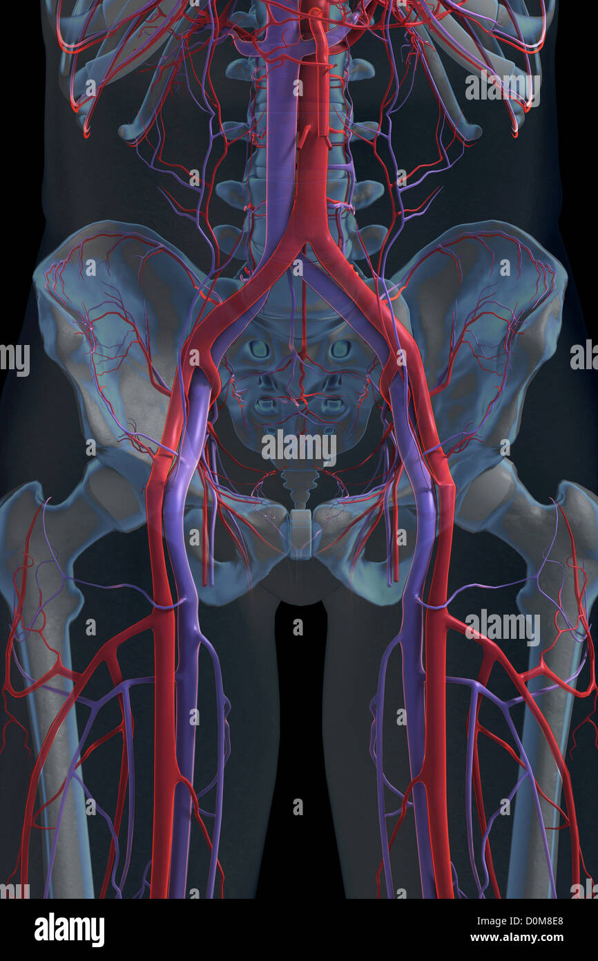 Vaisseaux iliaques Banque de photographies et d’images à haute ...