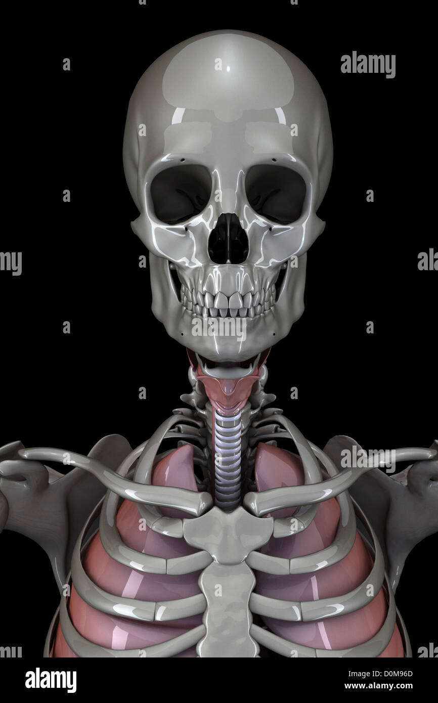 Squelette humain métallique et organes de la tête et du cou du point de ...
