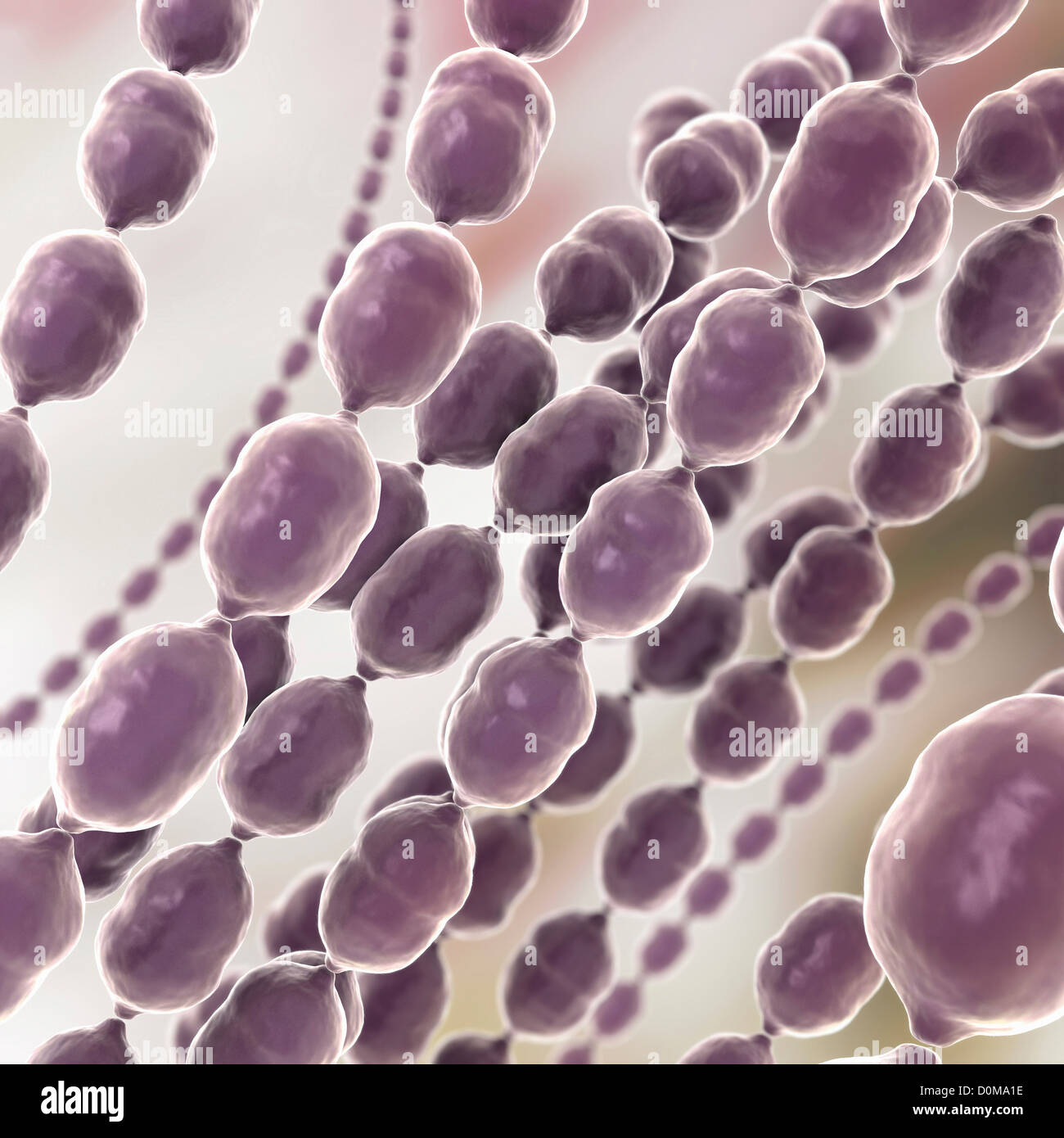 Cocci bacteria Banque de photographies et d’images à haute résolution ...