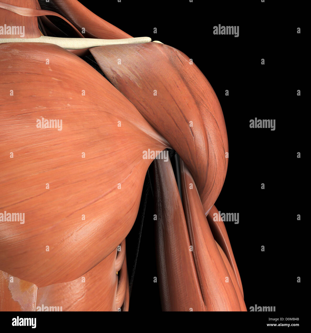 Modèle anatomique montrant les muscles deltoïde Photo Stock - Alamy