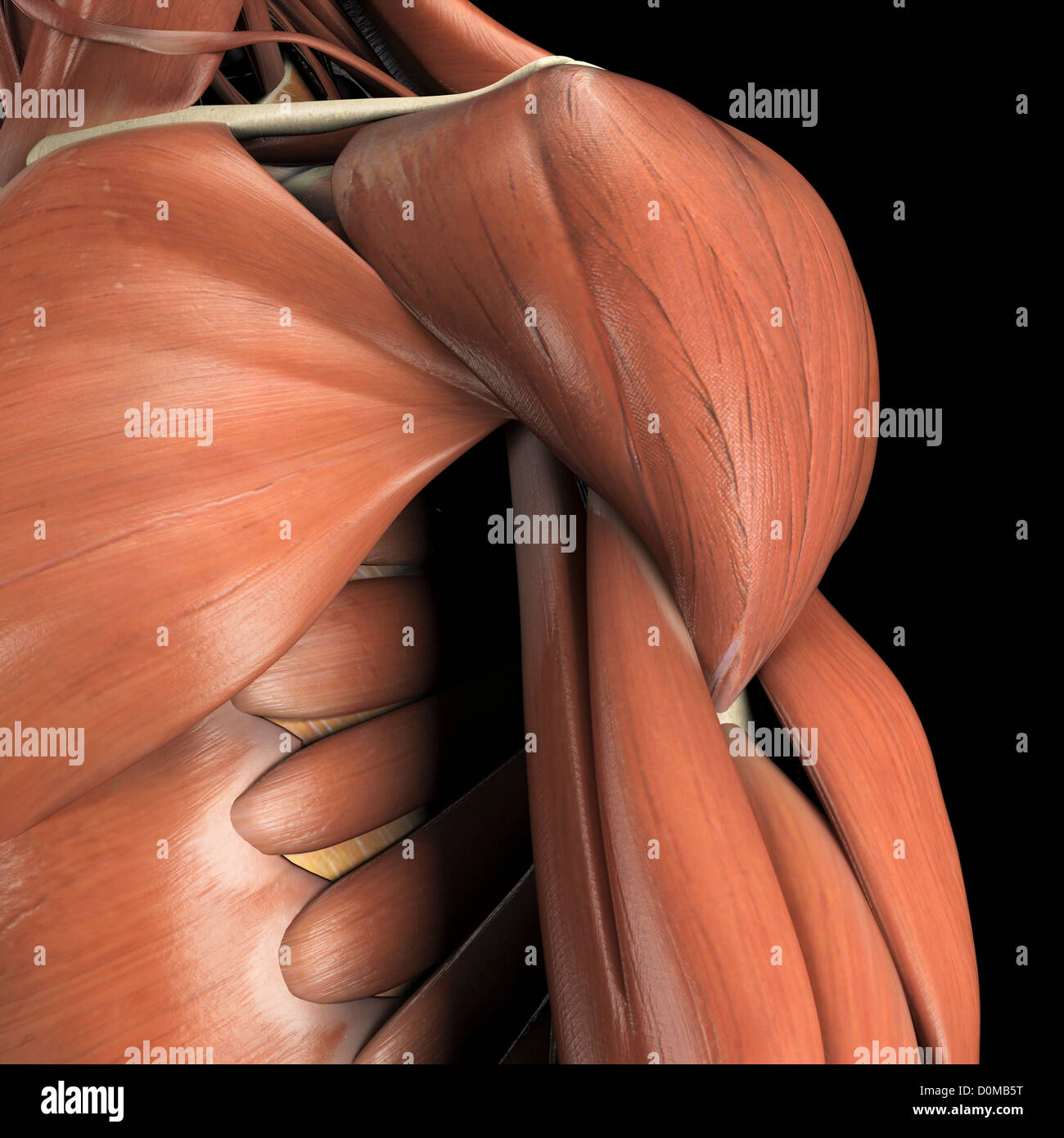 Modèle anatomique montrant les muscles deltoïde Photo Stock - Alamy