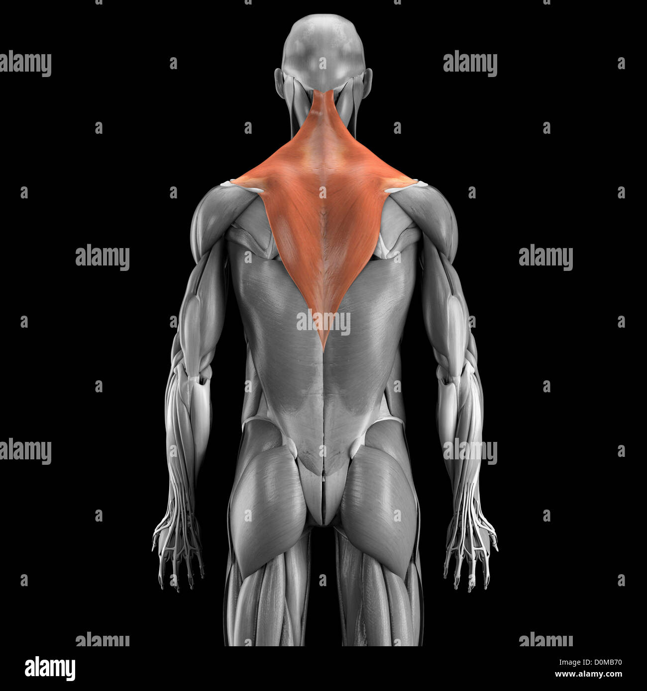 Modèle anatomique montrant des muscles du trapèze Photo Stock - Alamy