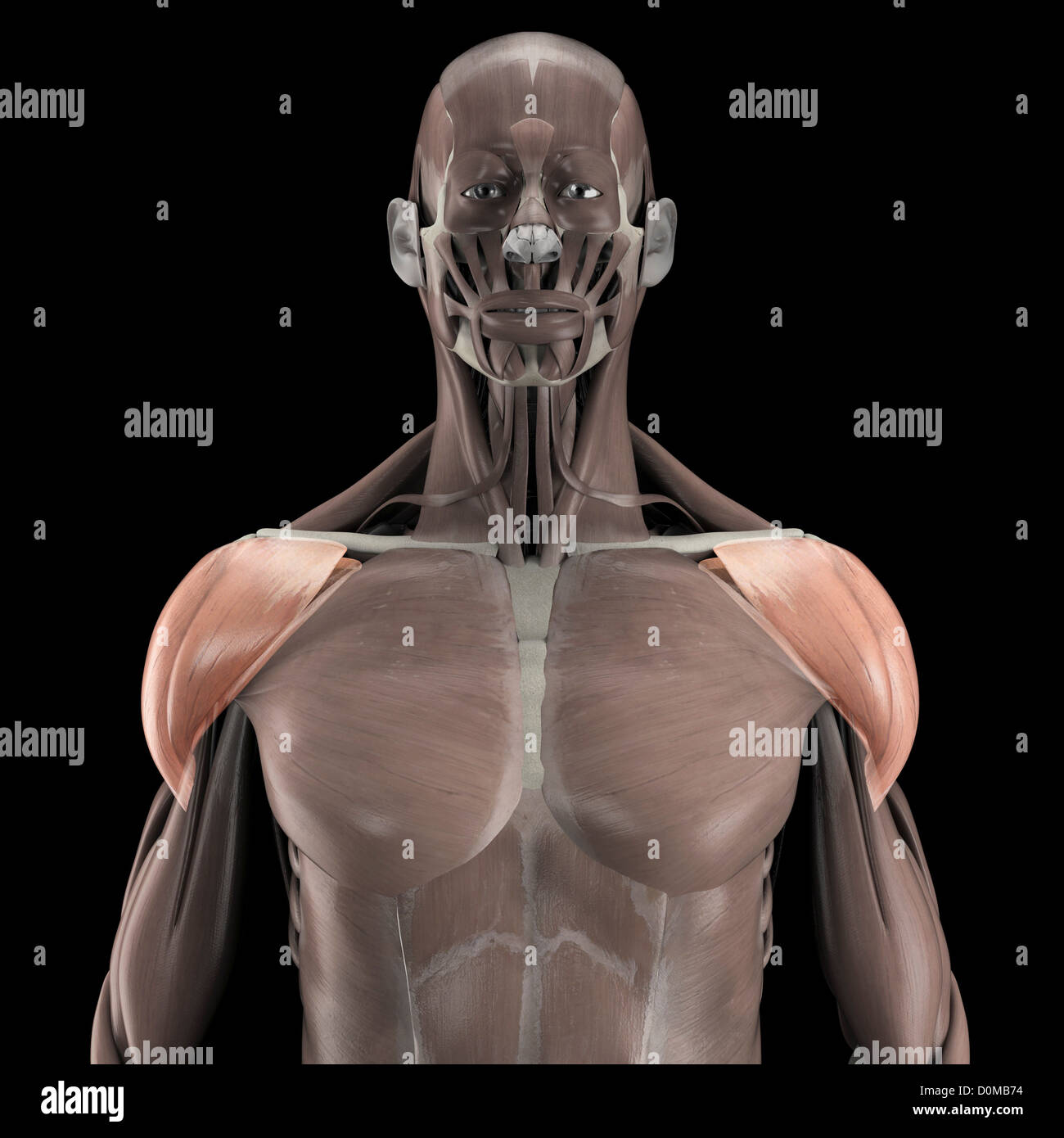 Un modèle humain montrant le muscle deltoïde Photo Stock - Alamy