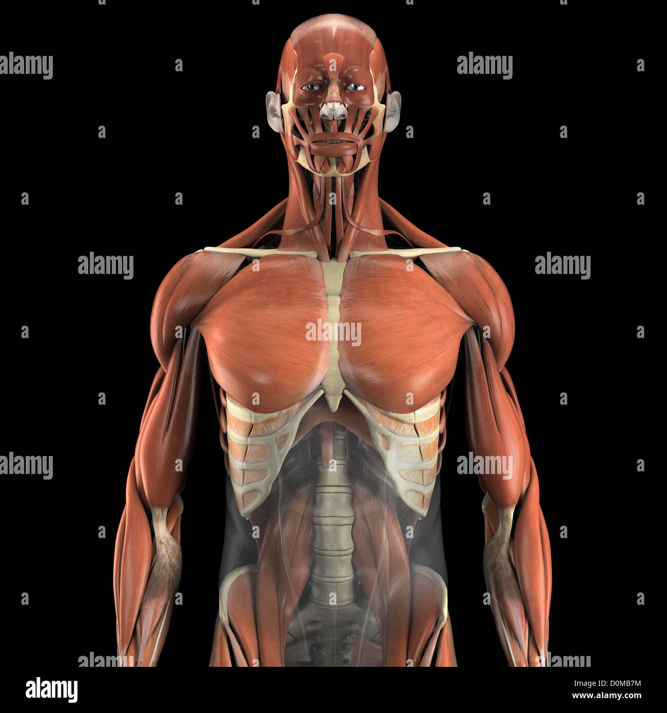 Un modèle humain montrant le muscle grand psoas Photo Stock - Alamy