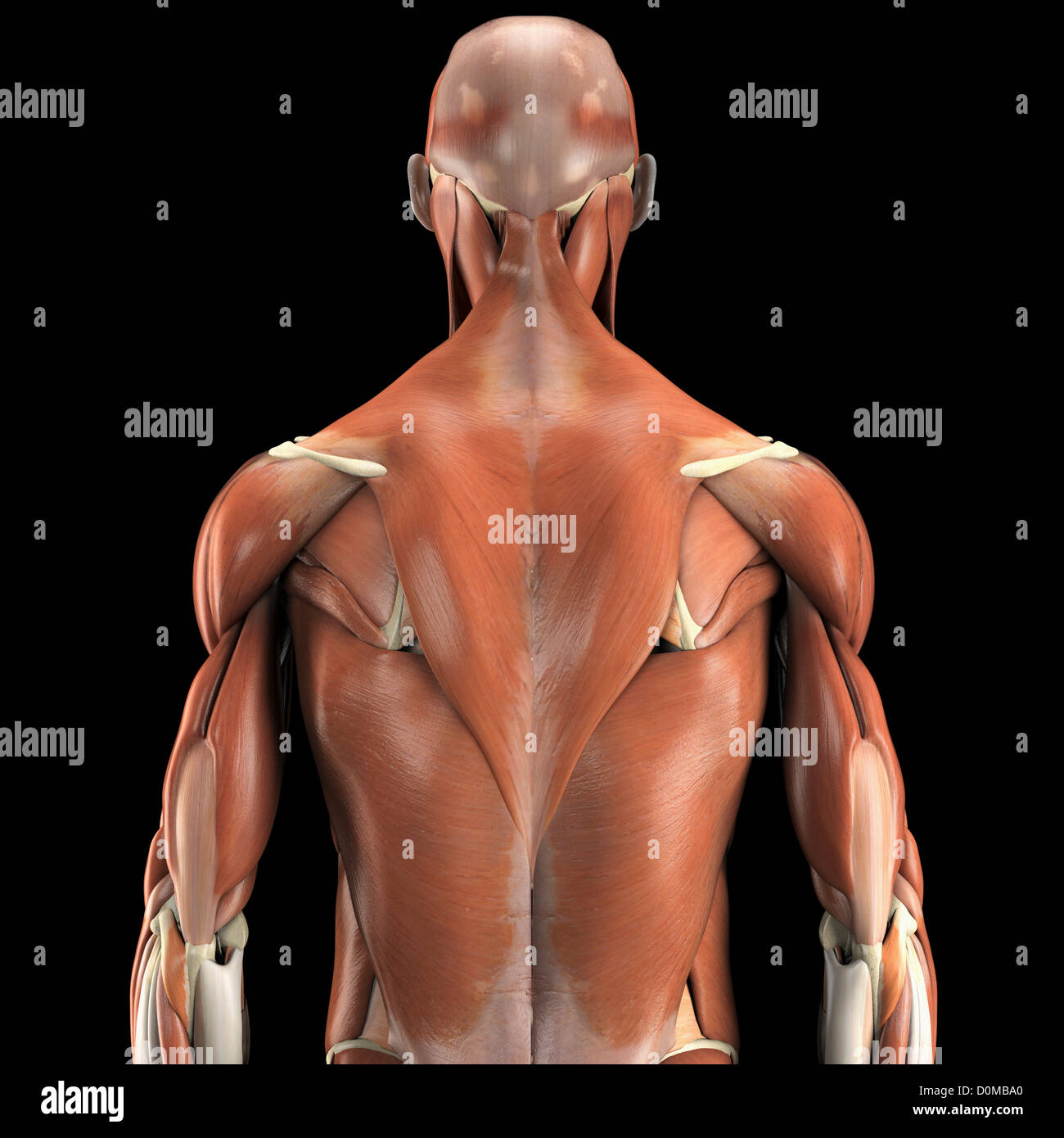 Modèle anatomique montrant le deltoïde et le trapèze, latissimus dorsi ...