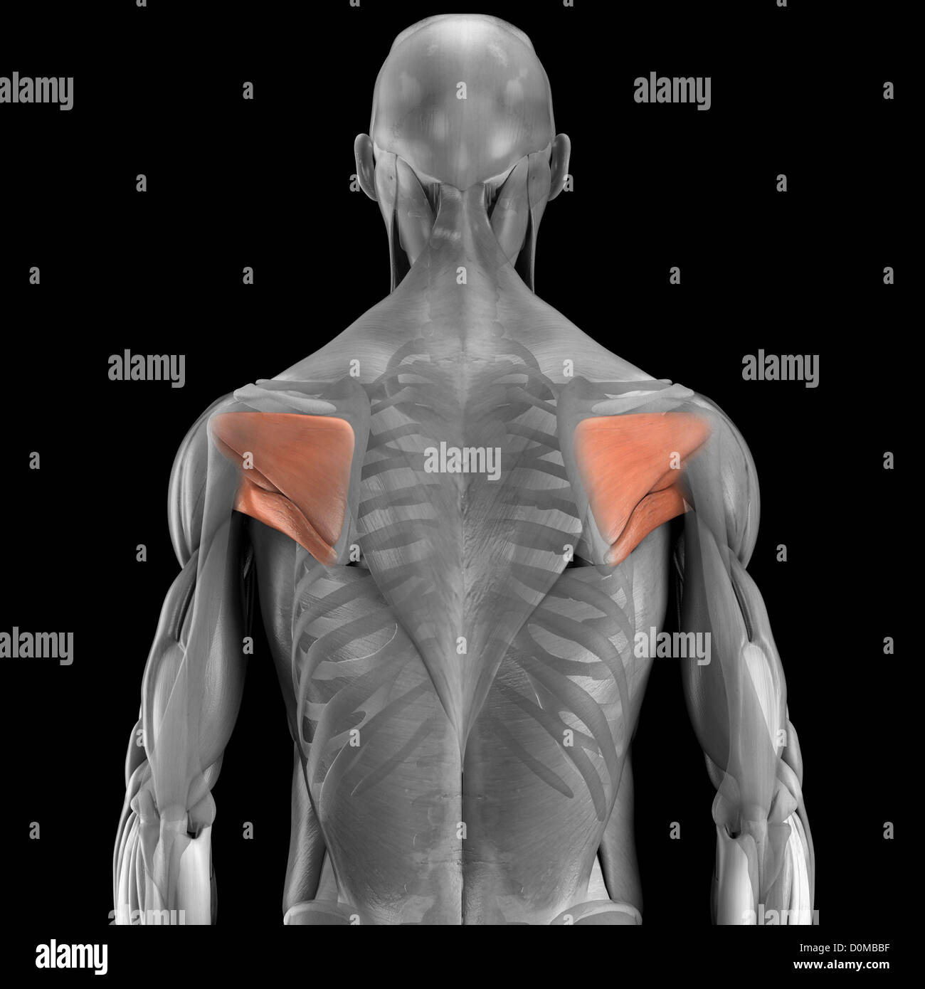 Modèle anatomique montrant les muscles deltoïde et l'omoplate Photo ...