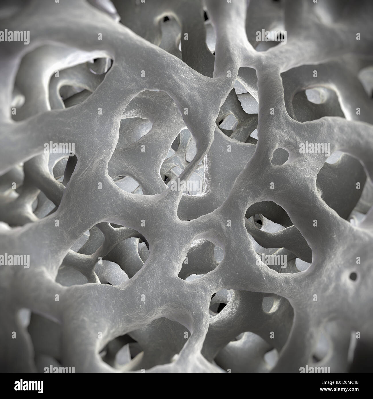 Substantia spongiosa ossium Banque de photographies et d’images à haute ...