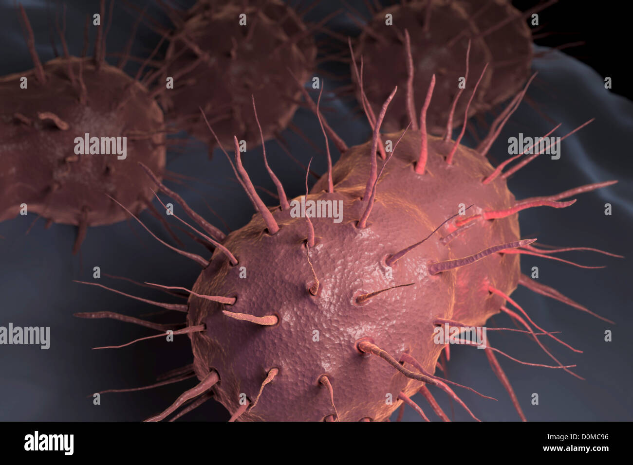 Neisseria Gonorrhoeae Banque d'image et photos - Alamy