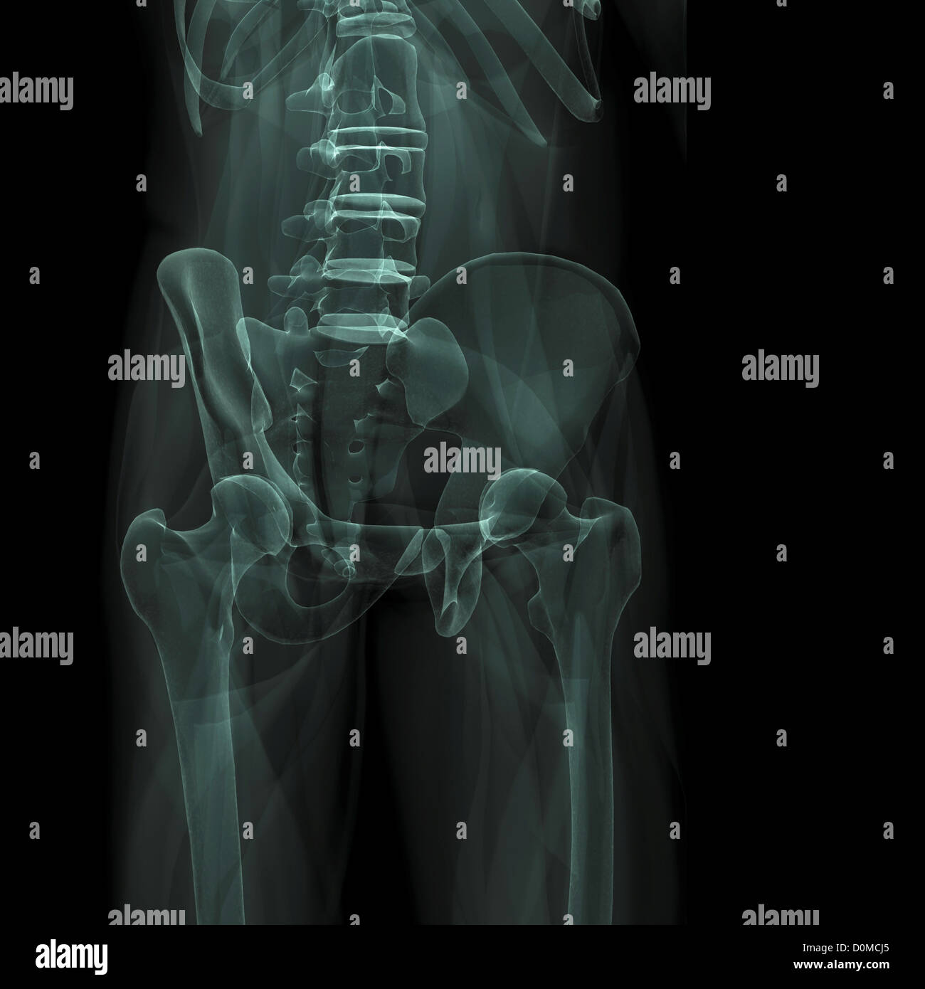 Pelvic region Banque de photographies et d’images à haute résolution ...