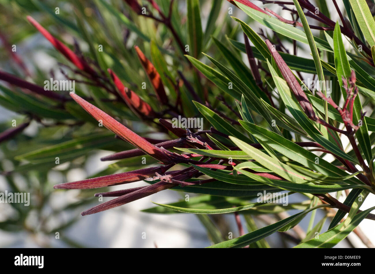 Nerium oleander Banque de photographies et d’images à haute résolution ...