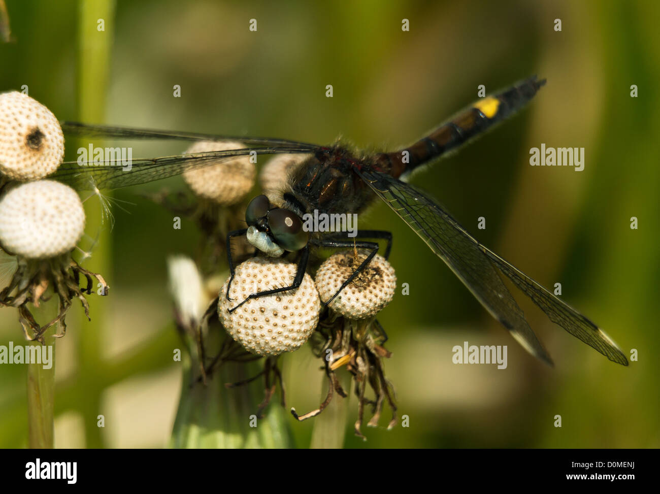 Libellule détaillée Banque de photographies et d’images à haute ...