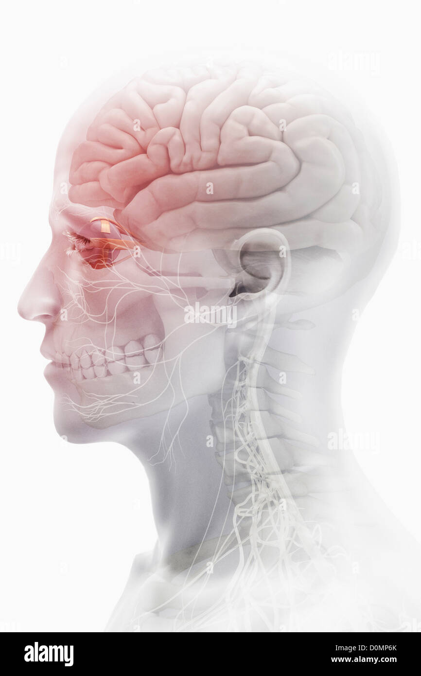 Un modèle humain montrant l'anatomie de la tête Photo Stock - Alamy