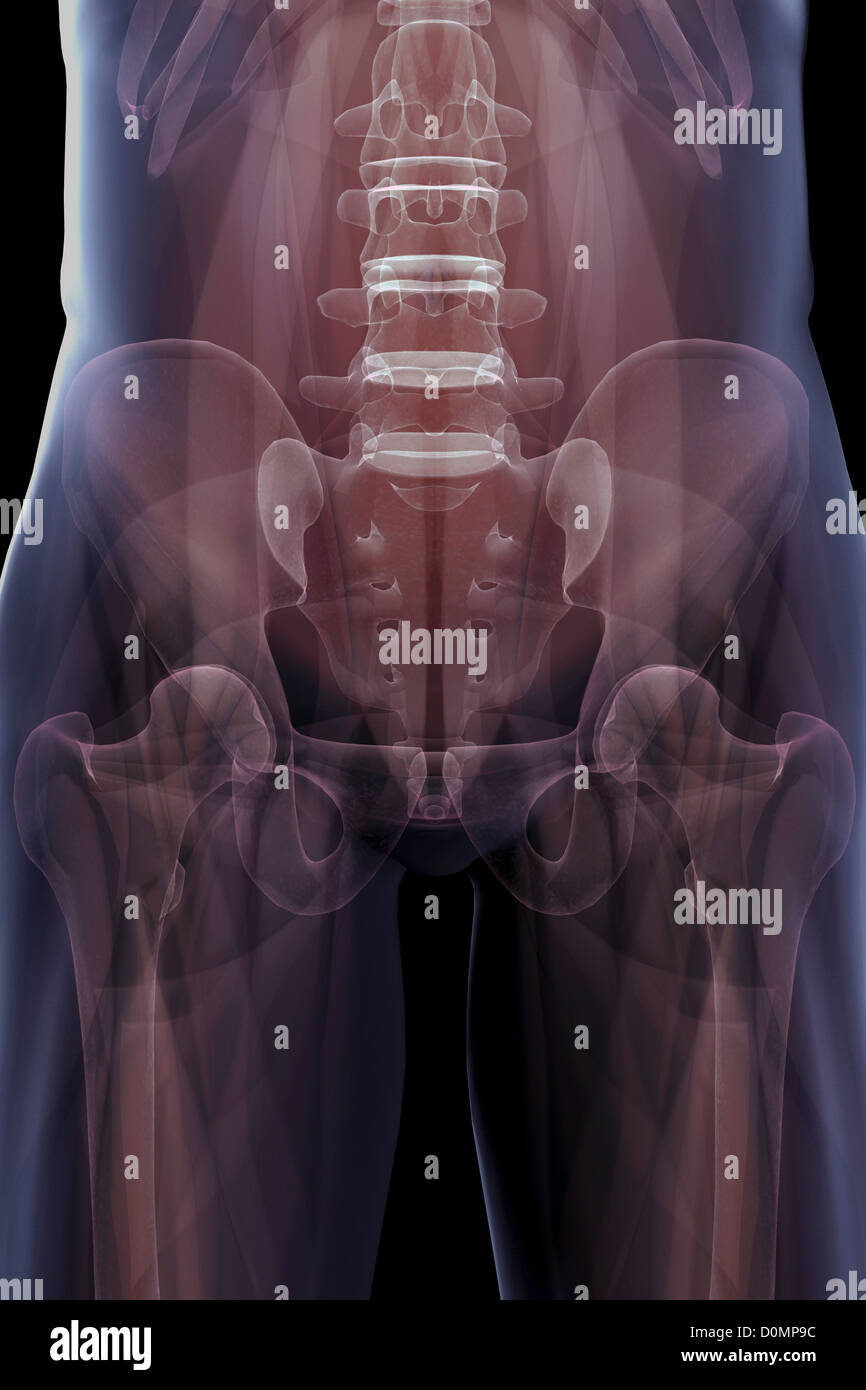 Anatomie du bassin Banque d'image et photos - Page 14 - Alamy