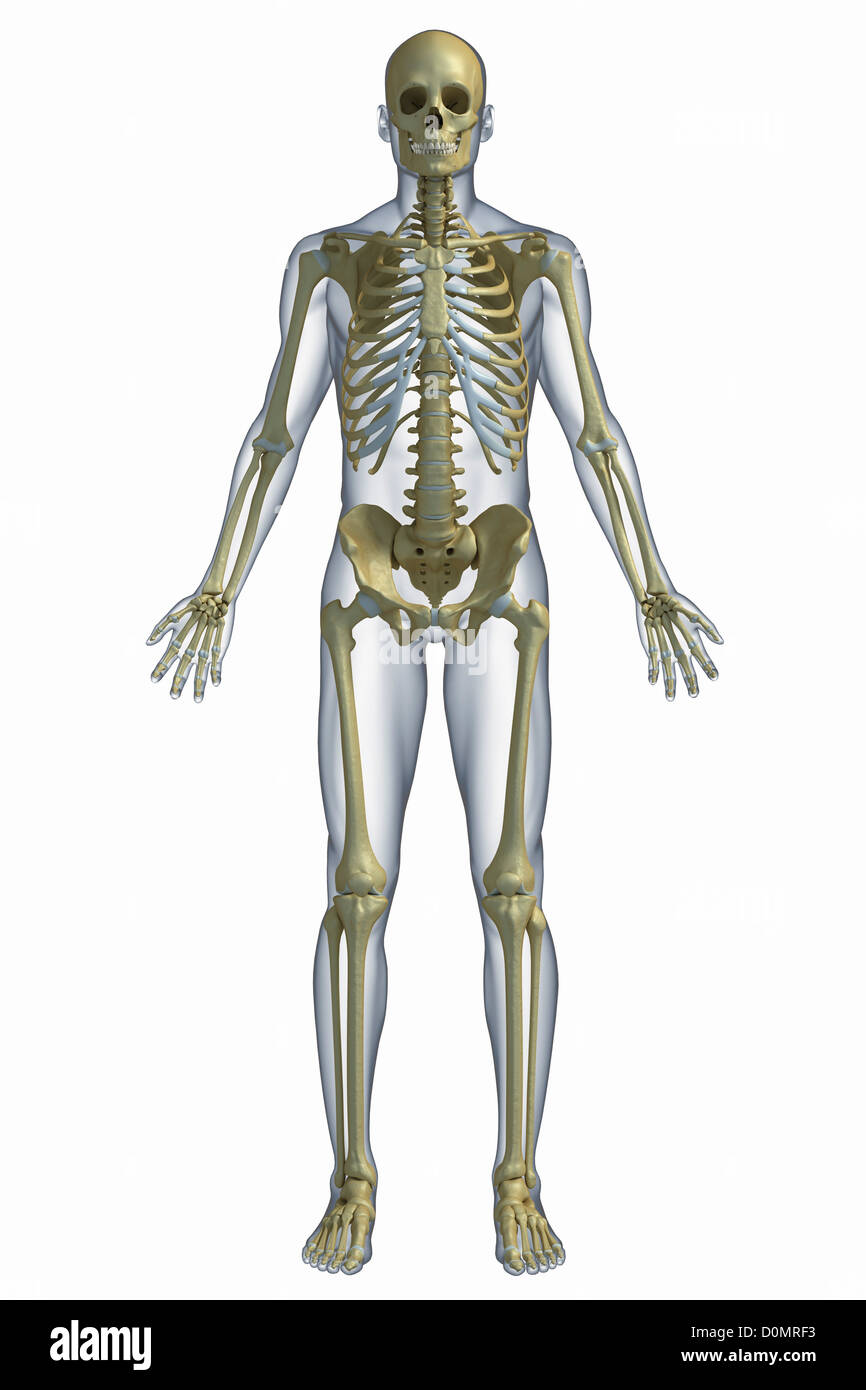Le système squelettique Banque d'images détourées - Alamy