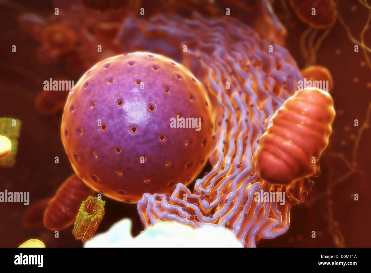 Schéma montrant le fonctionnement interne d'une cellule humaine Photo ...