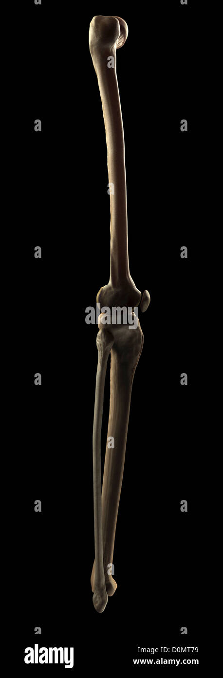 Os et articulations qui forment le squelette de la jambe humaine Photo ...
