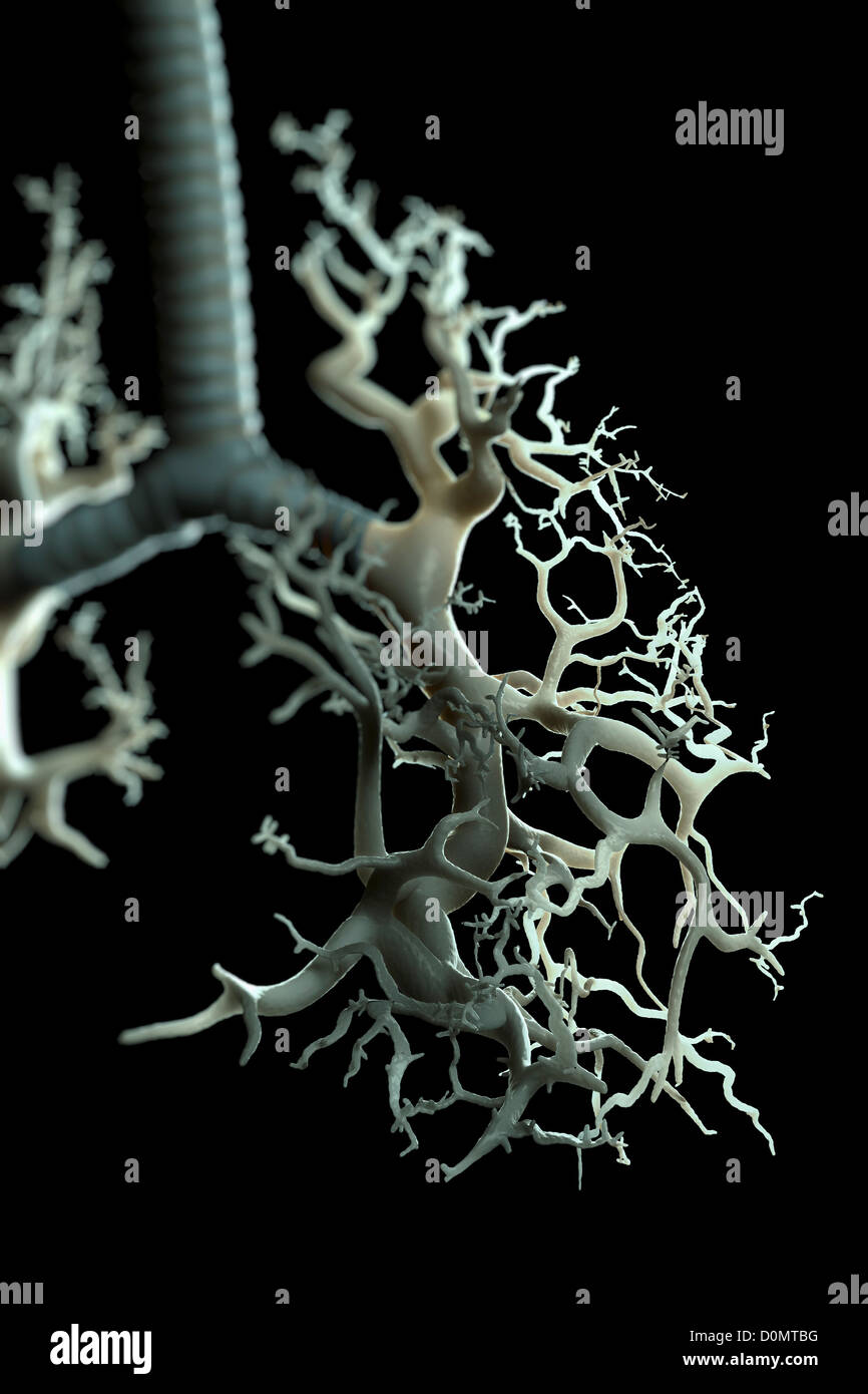 Diagramme du montrant la structure de la bronche et bronches Photo ...
