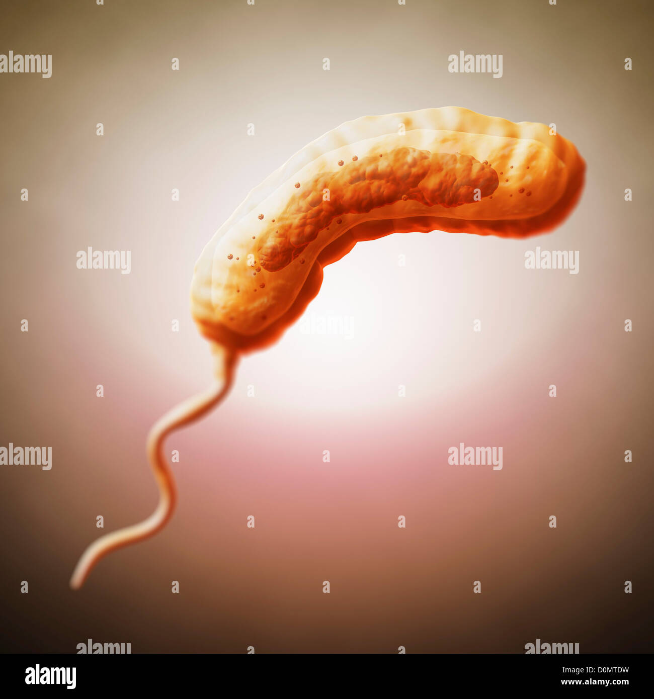 Schéma d'une bactérie Vibrio cholerae causant le choléra Photo Stock ...