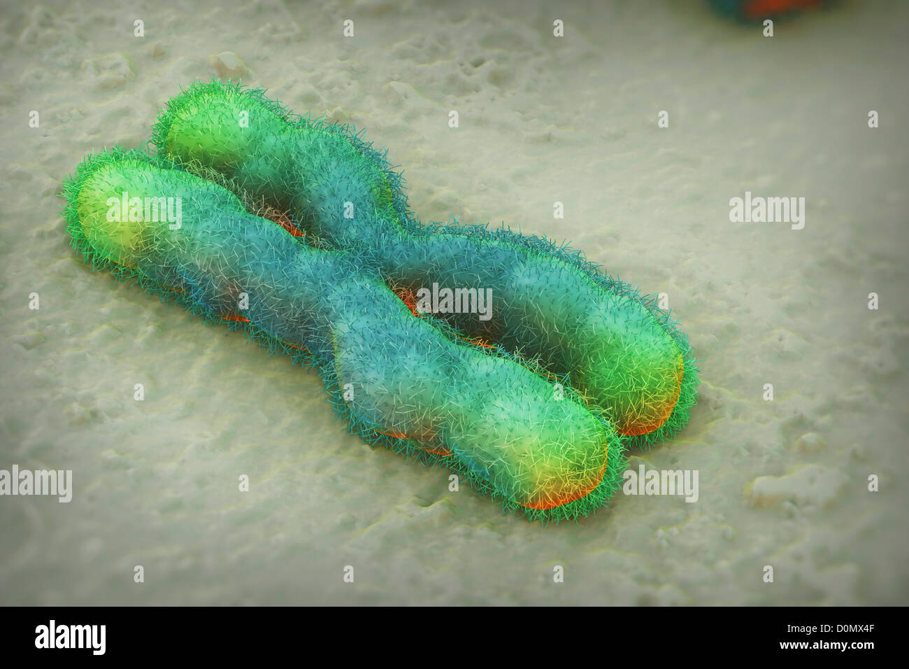 Chromosome Humain Banque d'image et photos - Alamy