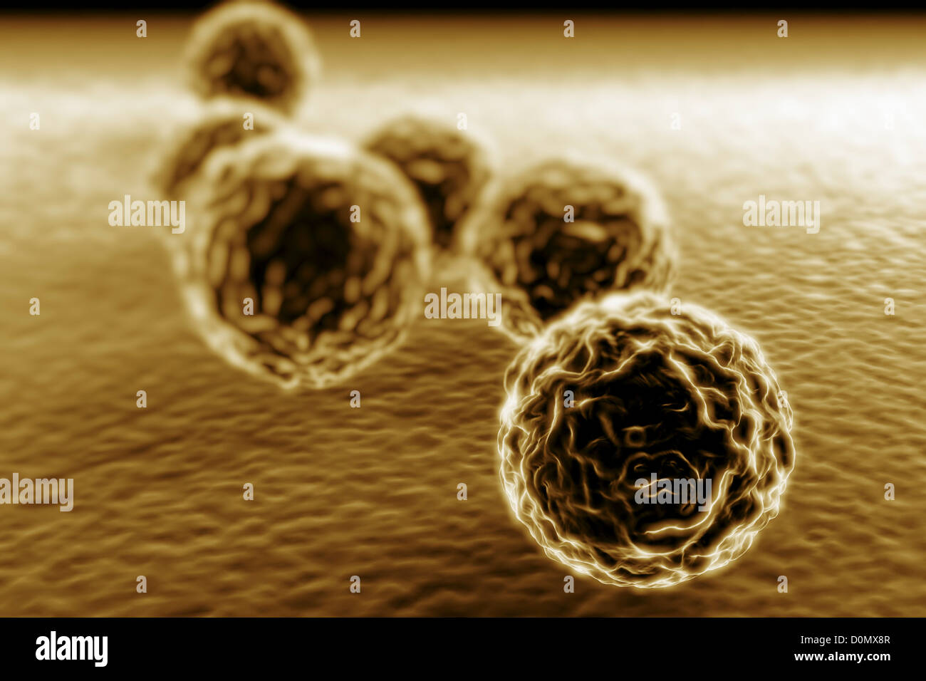 Bactérie chlamydia trachomatis Banque de photographies et d’images à ...