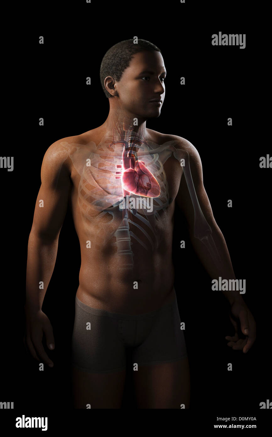 Modèle anatomique montrant la position du cœur humain à l'intérieur de ...
